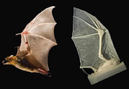 Researchers Uncover Flight Secrets of Real Bats