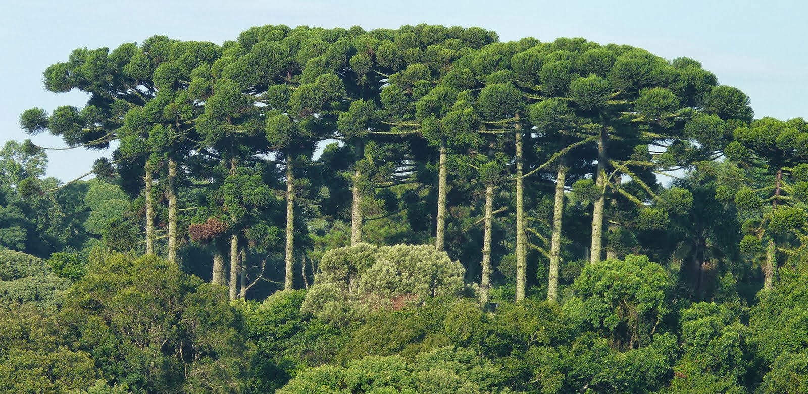 Domínio Morfoclimático das Araucárias