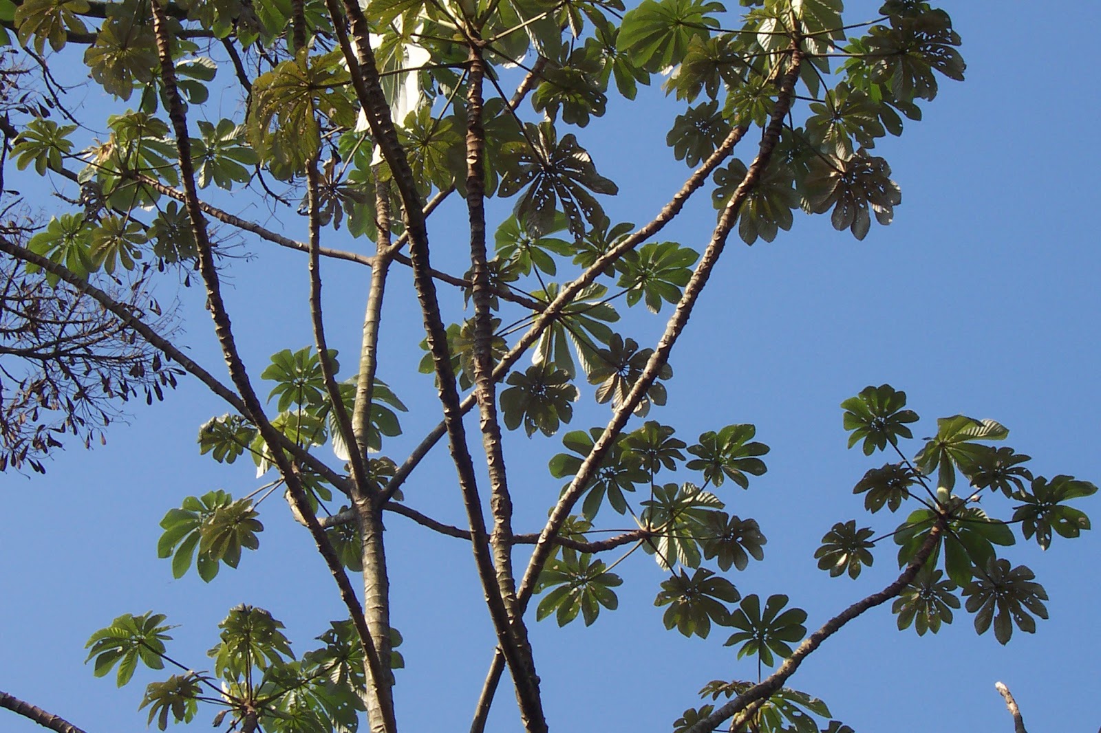 Cultura Guaraní: El ambay