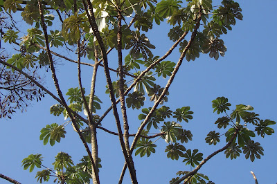 Cultura Guaraní: El ambay