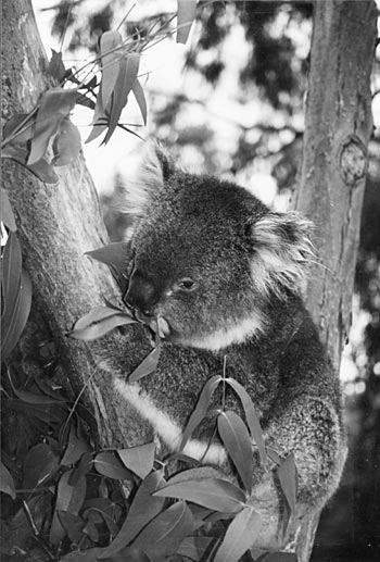 World Animals: Typical Australian Flora and Fauna