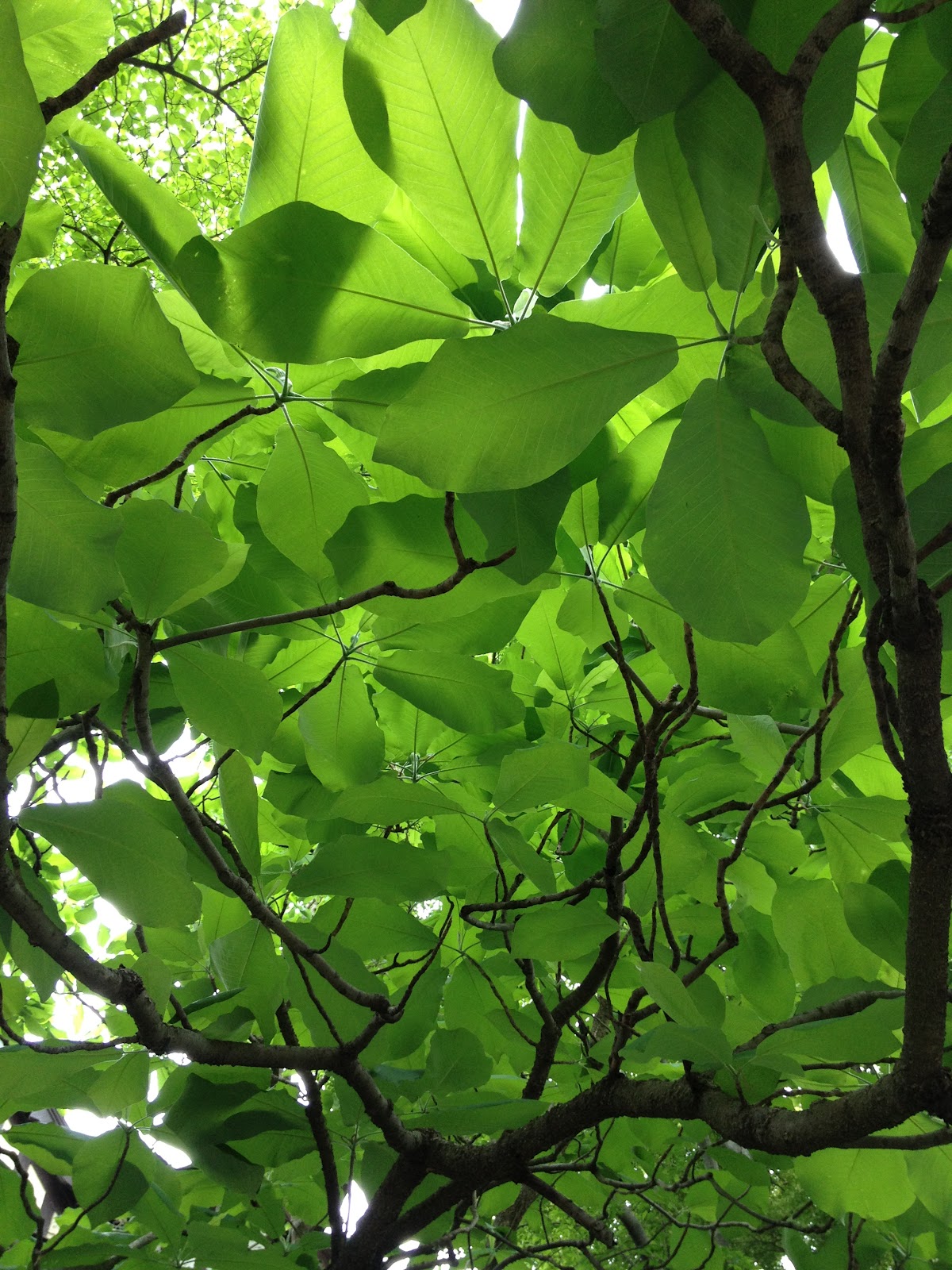 PHILLY TREES: BLUE MOON TREE HUNTS