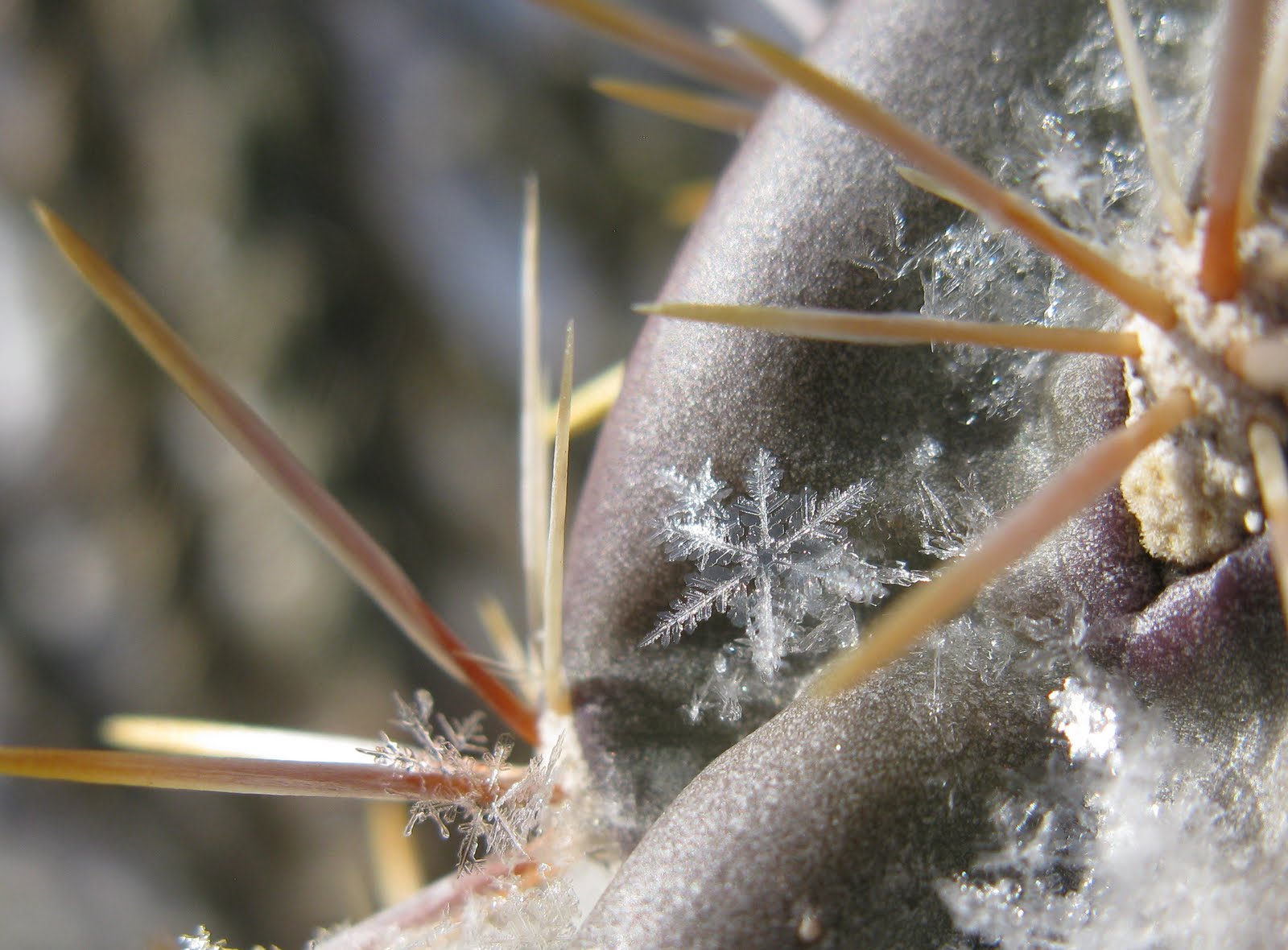 drylands journal: Desert Snowflakes