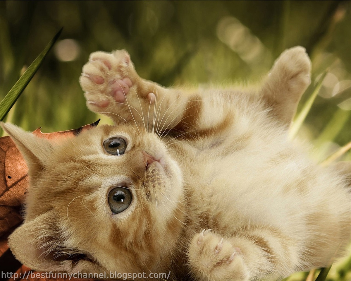 Cute and funny pictures of animals 38.