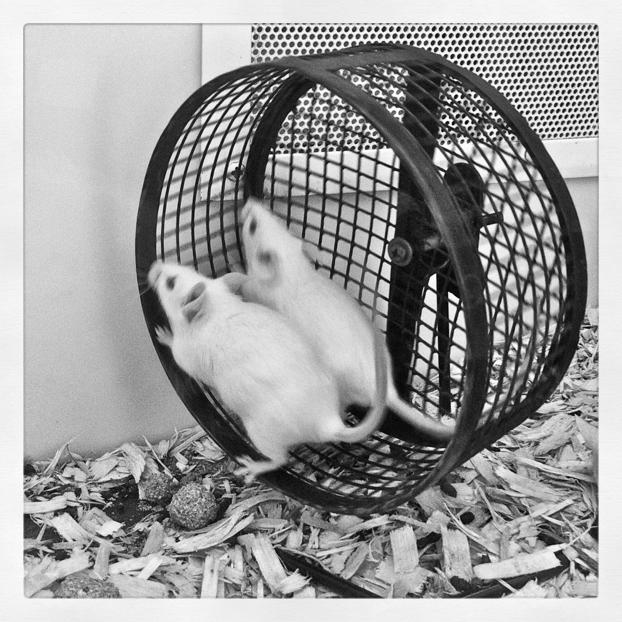 Daily Finds: mice on a wheel find