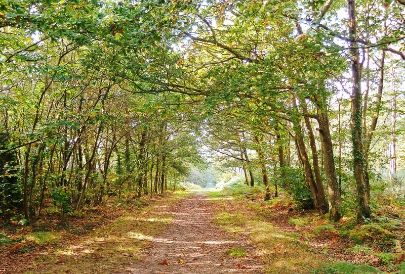 Lin's Isle of Wight Walking Blog: Walk 29 - Parkhurst Forest - 4.5 miles