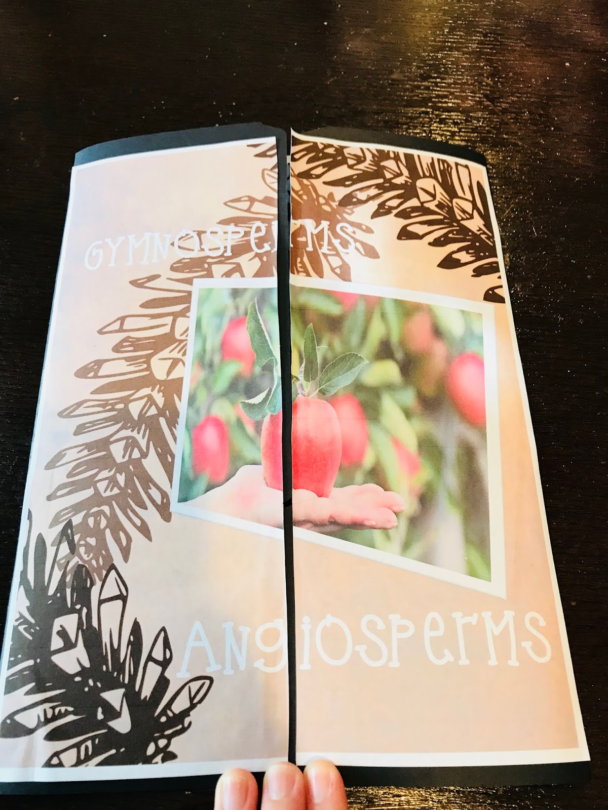 The Hermit Crabs Homeschool: Gymnosperms and Angiosperms Unit