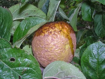 West Essex Deli: Apple Daze