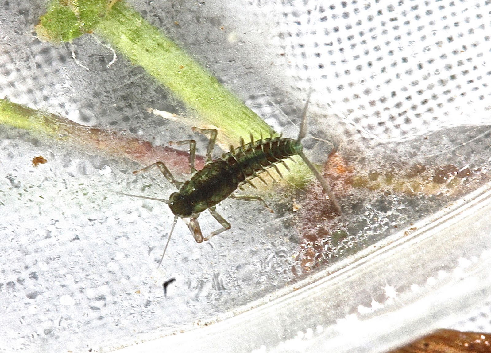 Aquatic Insects of Central Virginia: Summer insects at the Rivanna ...