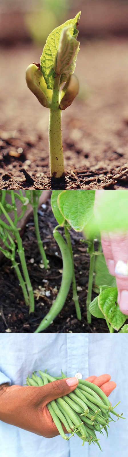 How to Grow Beans