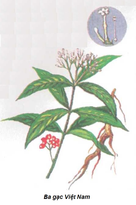 Hạ Huyết Áp - Cây Ba Gạc