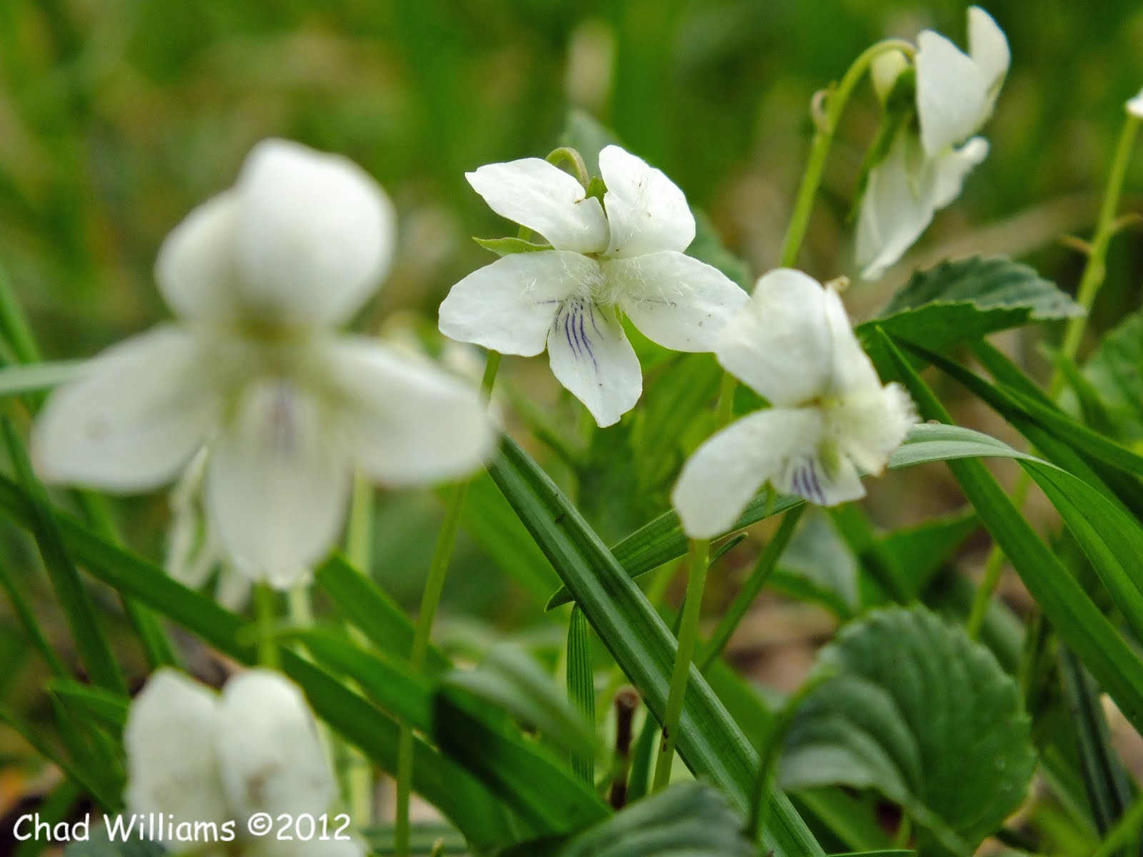 Birding! A Growing Obsession!: Wild Violets!