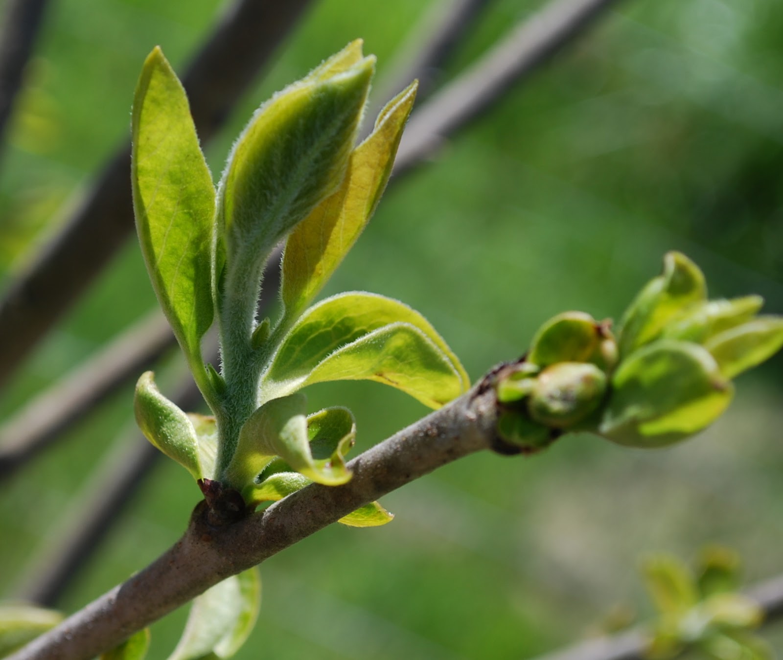 Daniel's Pacific NW Garden: Persimmons about to bloom. 5.8.17