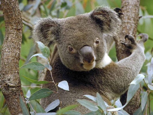 la naturaleza: EL KOALA