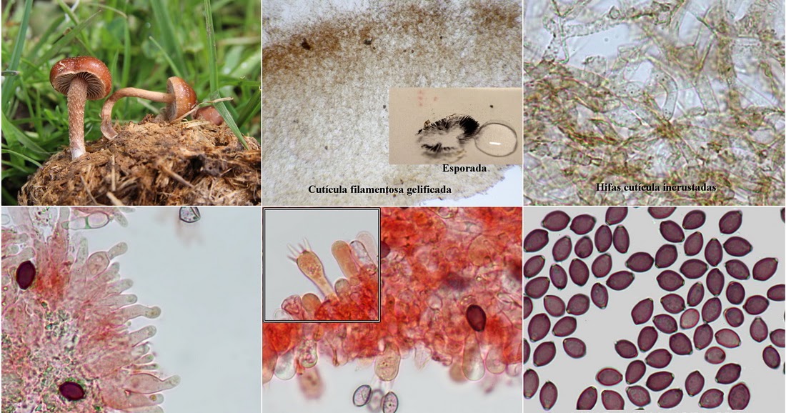 Microscopía de hongos. Vol 4. O - R: Psilocybe coprophila