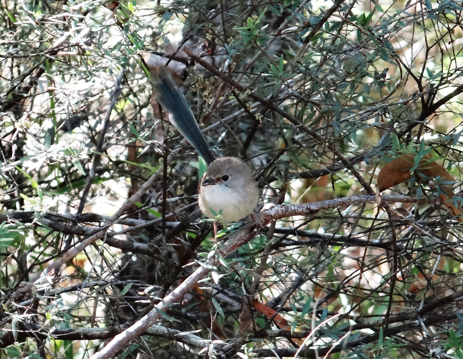 sunshinecoastbirds: Hiking in the Blackall Range