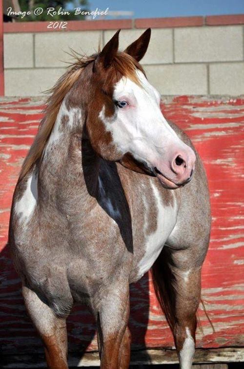 21 Majestic Horses With Most Unique And Splendid Colors