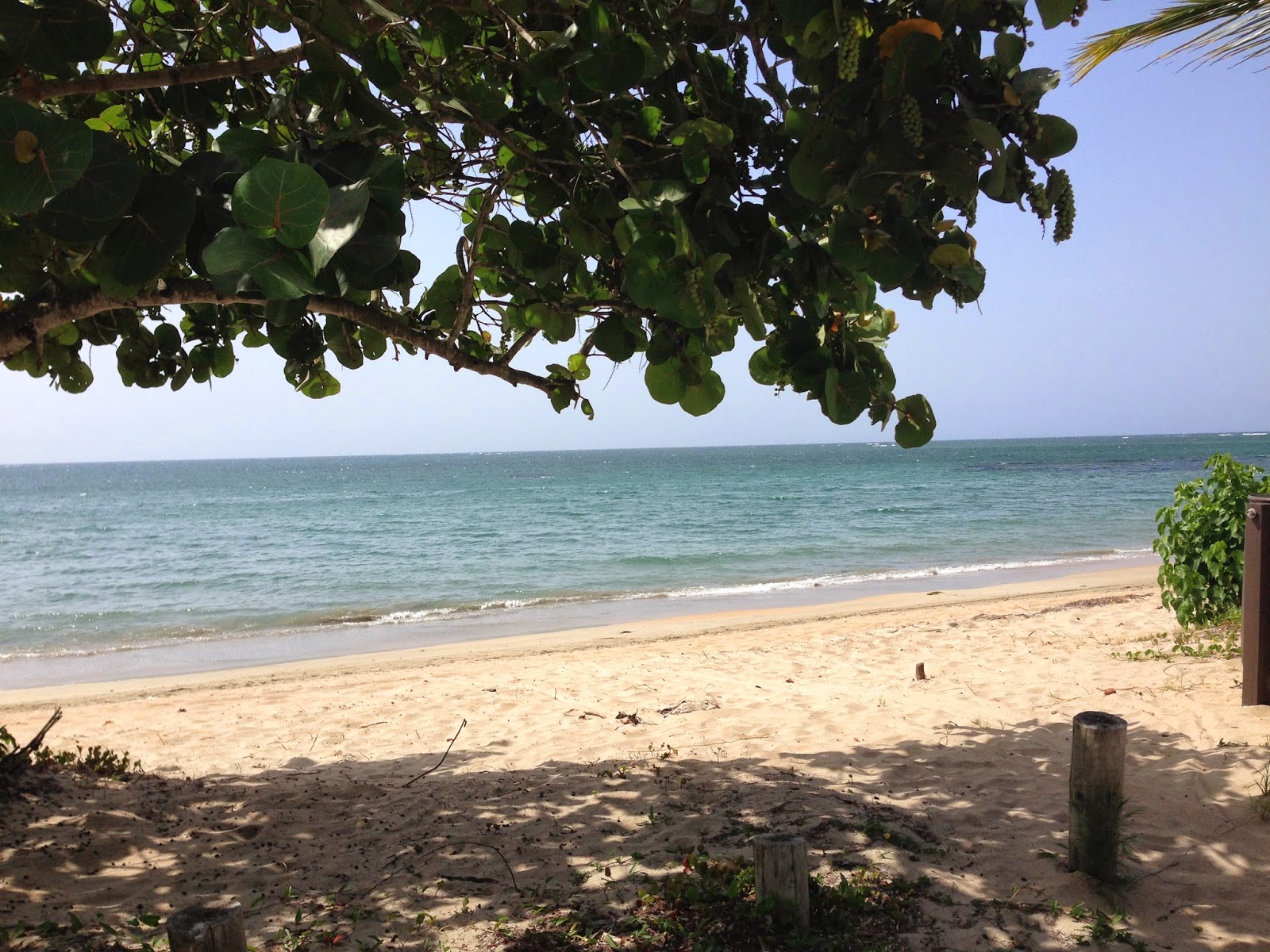 TASIS Spanish Summer Program Dorado, Puerto Rico: Una Caminata en la ...