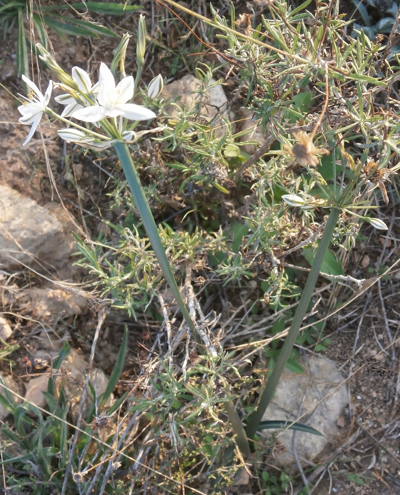 HERBARIO VIRTUAL DE BANYERES DE MARIOLA Y ALICANTE: Lapiedra martinezii ...