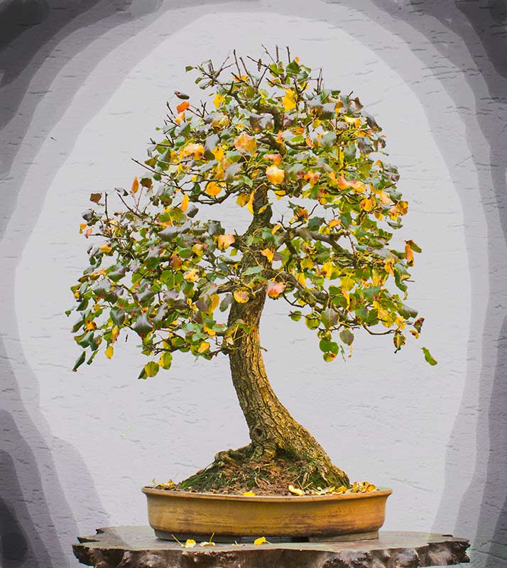 Walter Pall Bonsai Adventures: wild pear #1