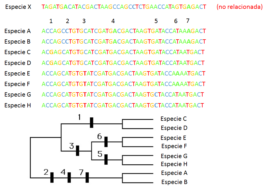 B.log.ia 2.0: Taxonomía: la ciencia de clasificar B.log.ia 2.0: Taxonomía: la ciencia de clasificar