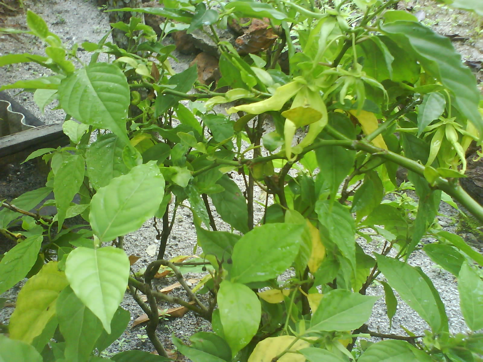 Flower Picture Inspirations: Properties of Ylang flowers