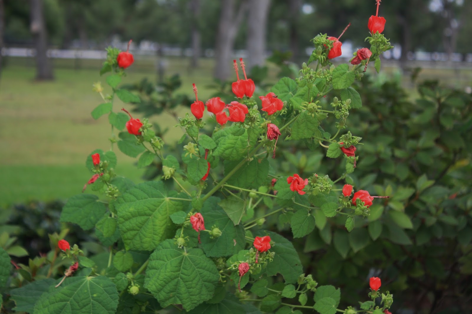 Our Ever-Changing Landscape: Turk's Cap: for the birds?