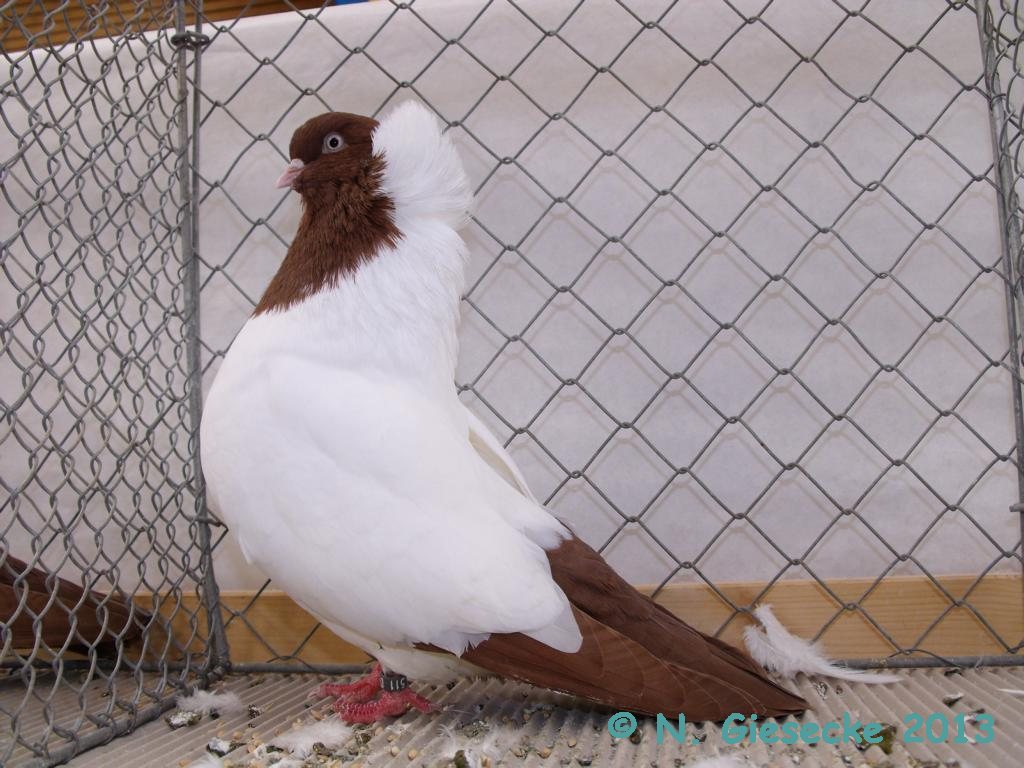 Nun (English) pigeons - Pigeons fall