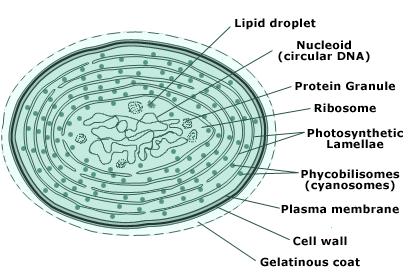 Cyanobacteria, An Eubacteria: Structure & Function