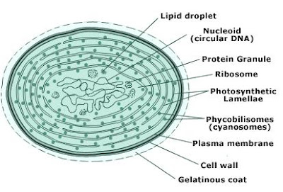 Cyanobacteria, An Eubacteria: Structure & Function