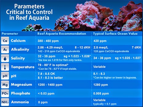 4 Signs It's Time to Get a Calcium Reactor - Marine Depot Blog