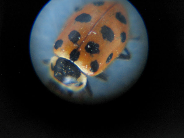 Almost Unschoolers: A 13 Spotted Ladybug