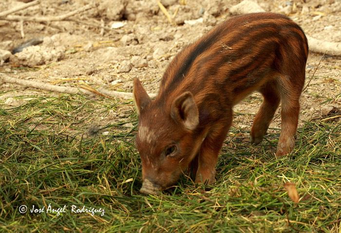 José Ángel Rodríguez. Fotografía de Naturaleza