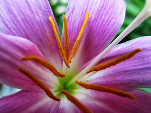 MAPPER 2: IL BIENNIO ROSSO