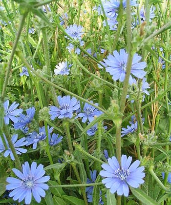 Buy Herbalkart Kasni - Kasini Leaves Powder 200Grams (50Grams X 4 Packs ...