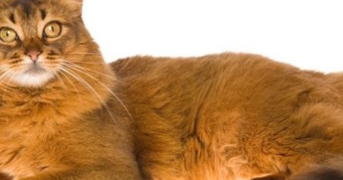 Somali, Jenis Kucing Penuh Misteri - Semua Tentang Kucing