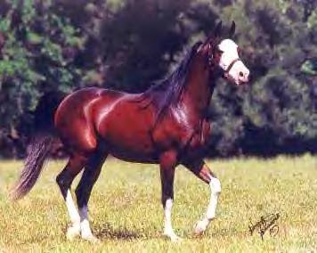 The Semi Feral Equestrian: Arabian Archives: Khemosabi