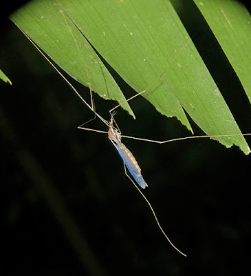 BunyipCo: Moth Night 2016