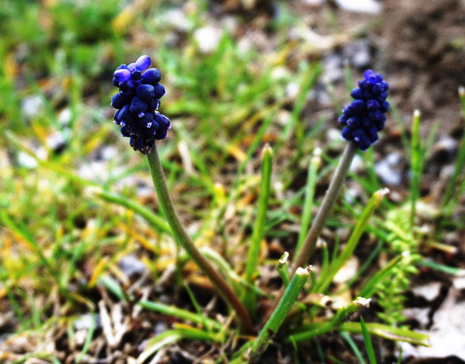 Plantas de Huerta Otea, Salamanca: Nazareno (Muscari neglectum)