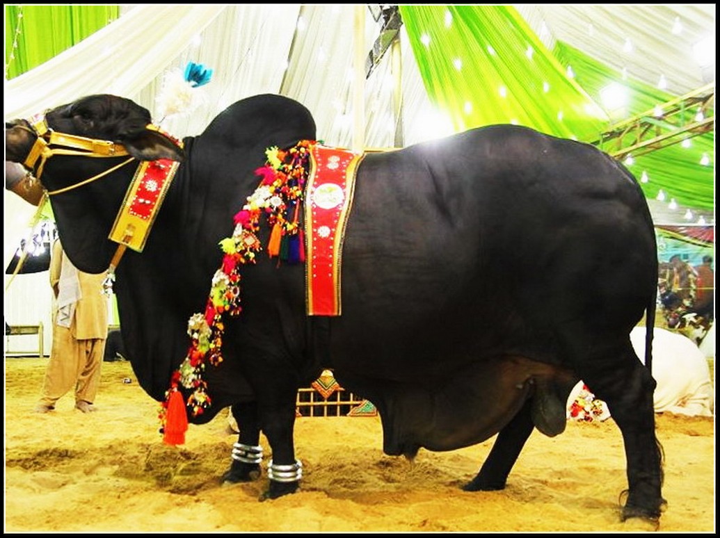 Gai/Cow Mandi At Sohrab Goth 2015-16 Pics - Shehar-e-Karachi | News ...