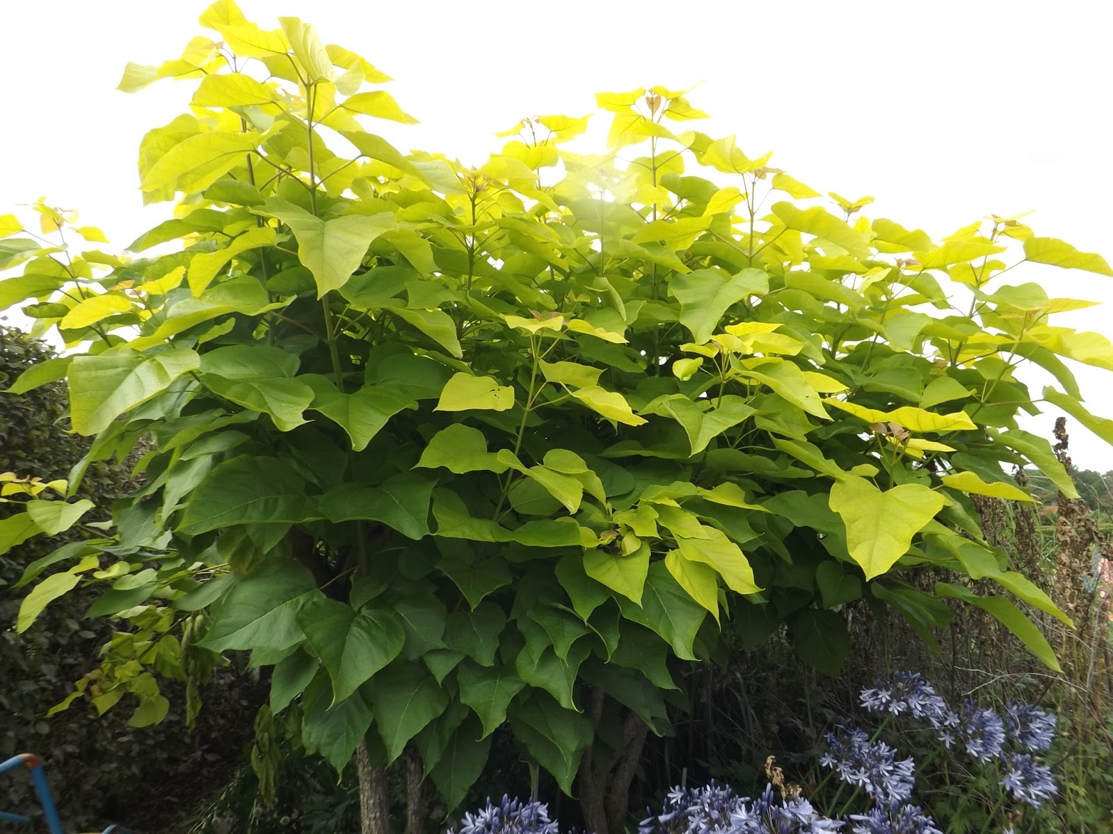The pruning expert: Pruning a Catalpa bignonioides for foliage effect