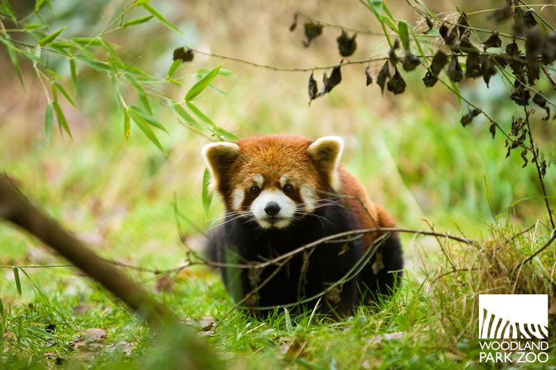 Wonderfully Wild Wednesday: Red panda is red