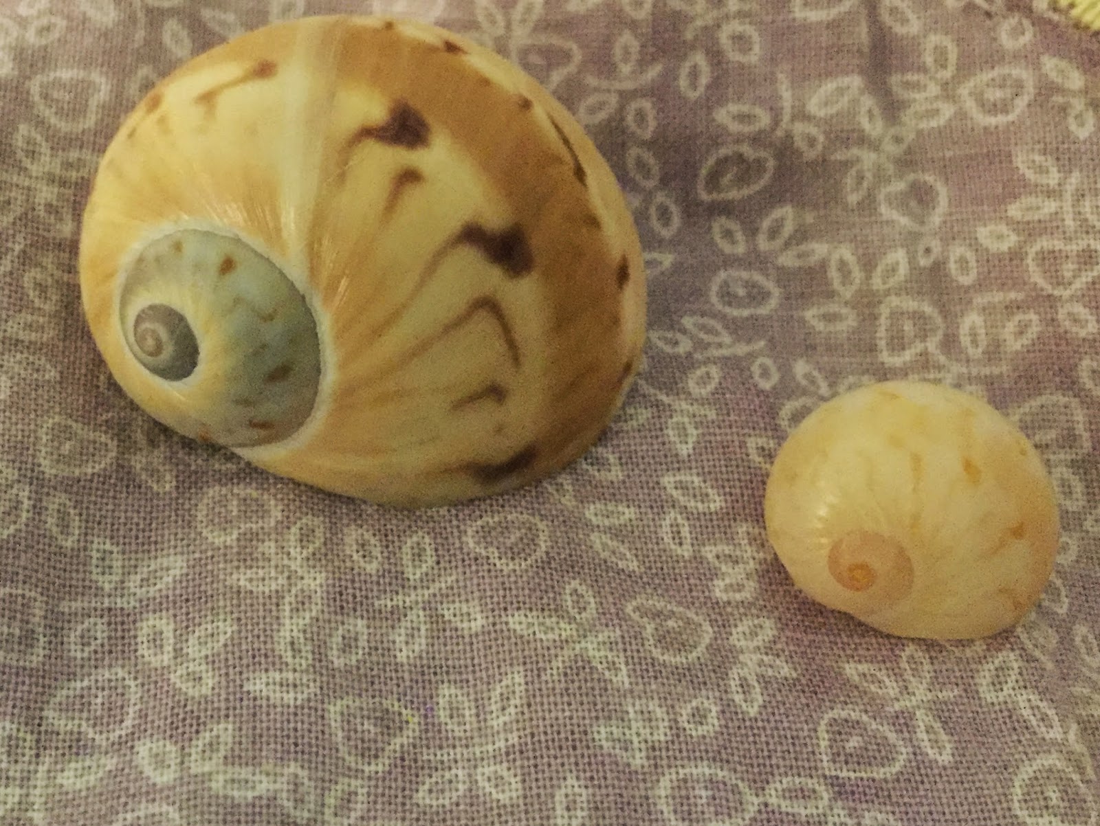 Lava of Ocean Dawn: Seashell Transformation Tuesday!!!!!!!!!