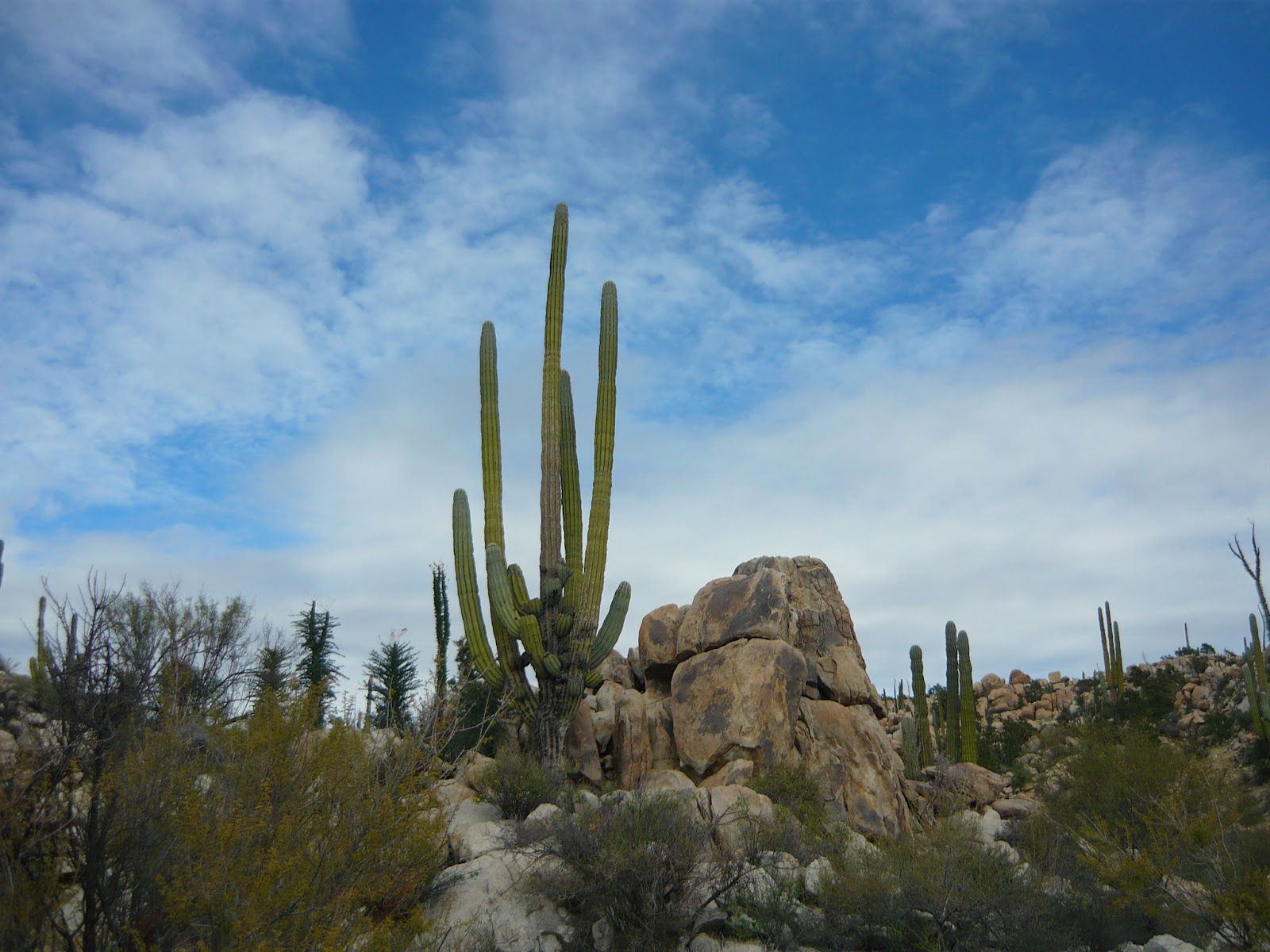 Walker: Zona arqueologíca cochimi BC