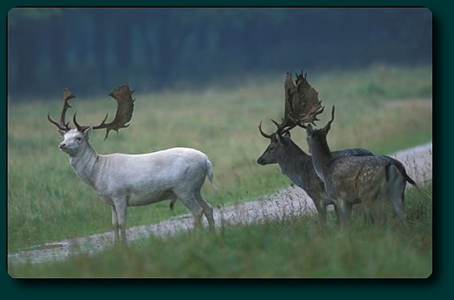 Cercetează: Cerbul lopatar ( Dama Dama )