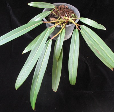 Mengenal Tanaman Philodendron dan Jenis-Jenisnya - Info Savana