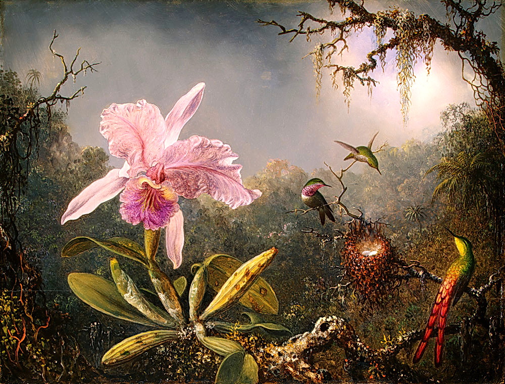 ultimul anotimp...: Orhideea