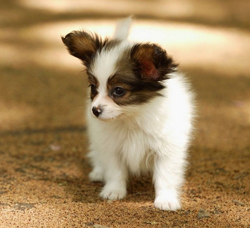 Lovable Puppy Pictures