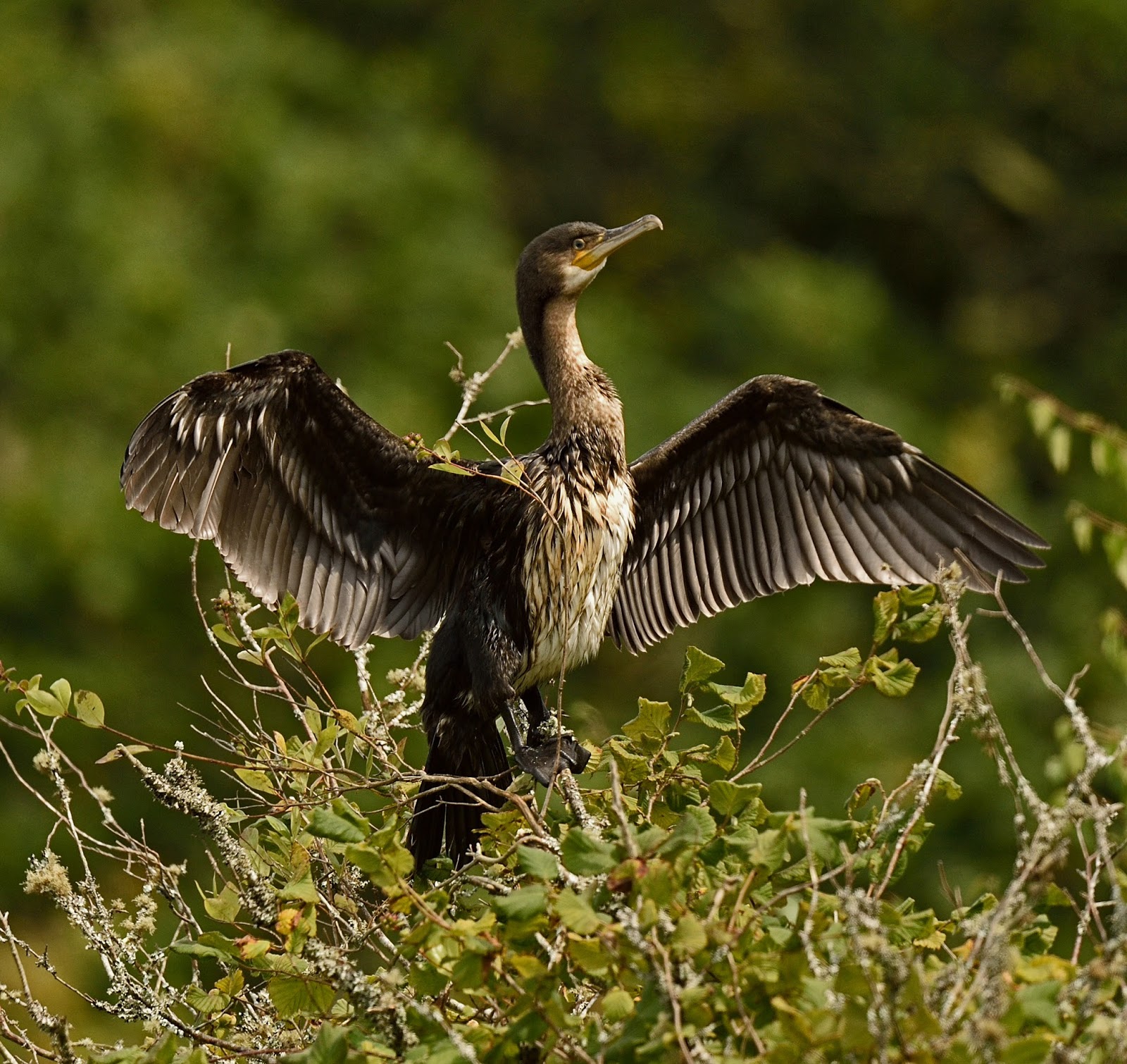 Alan James Photography : Cormorant Portraits