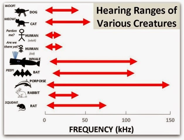 Exclusively Cats Veterinary Hospital Blog: Feline Sense and Scents ...